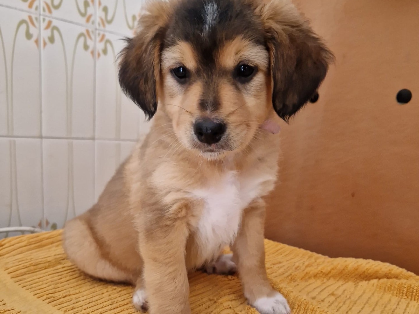 Adotta Rosa, cane femmina di razza Breton, taglia Media, 4 mesi, Milano.