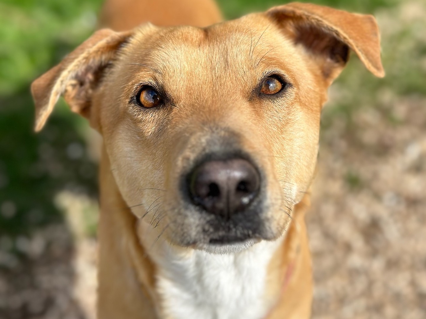 Cerca il tuo cane da adottare in provincia di Roma